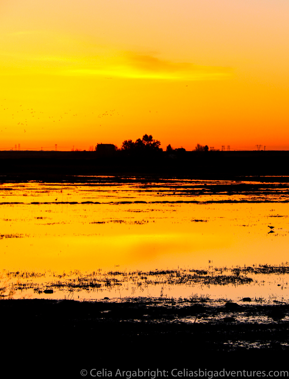 Delta Dawn – My Travel Treasure