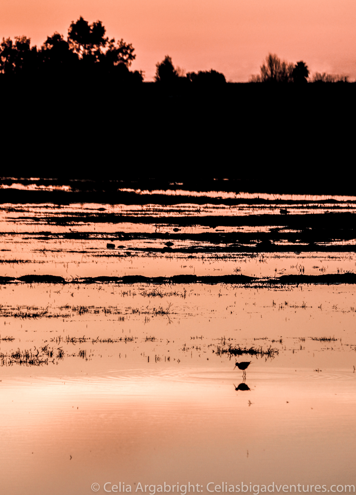 Delta Dawn – My Travel Treasure