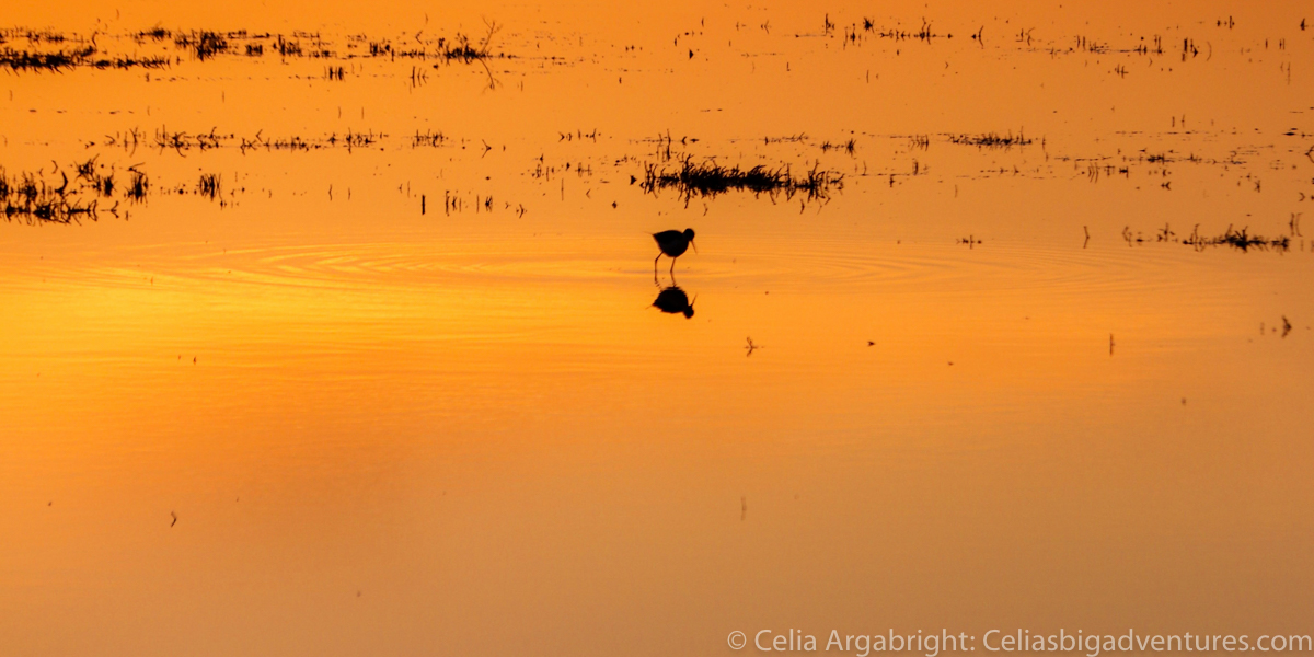Delta Dawn – My Travel Treasure