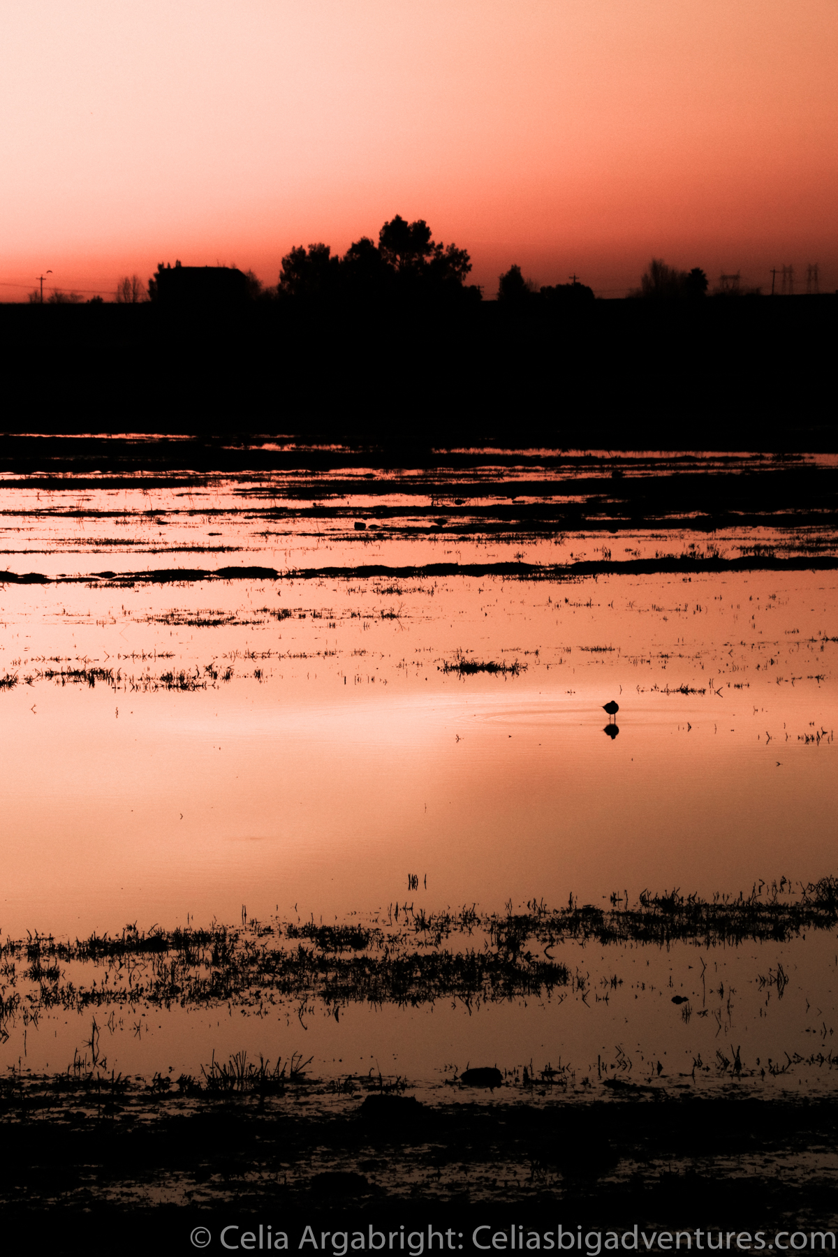 Delta Dawn – My Travel Treasure